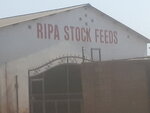 Ripa stock feeds (Central, Chibombo, Katuba), tarımsal altyapı  Dünya'dan