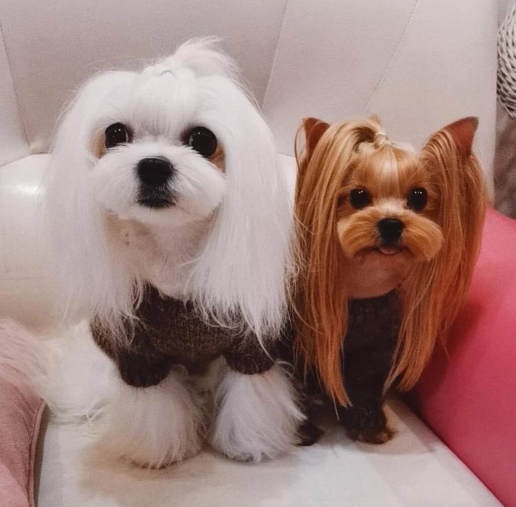 Evcil hayvan kuaförleri Salon dlya sobak i koshek Lapadel, Krasnodar, foto