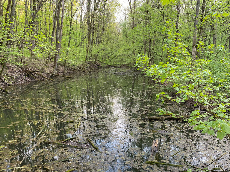 Orman урочище Водяное, Belgorodskaya oblastı, foto