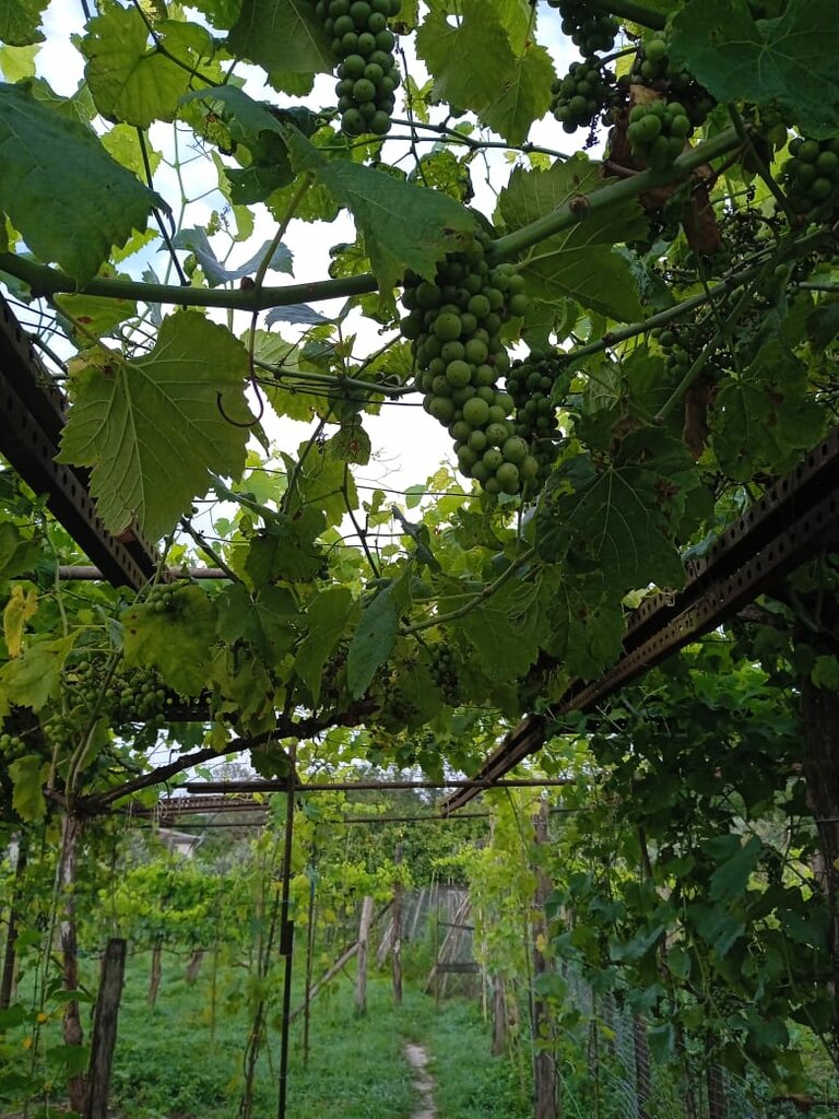 Şaraphane Винодельня, Gudauta Bölgesi, foto