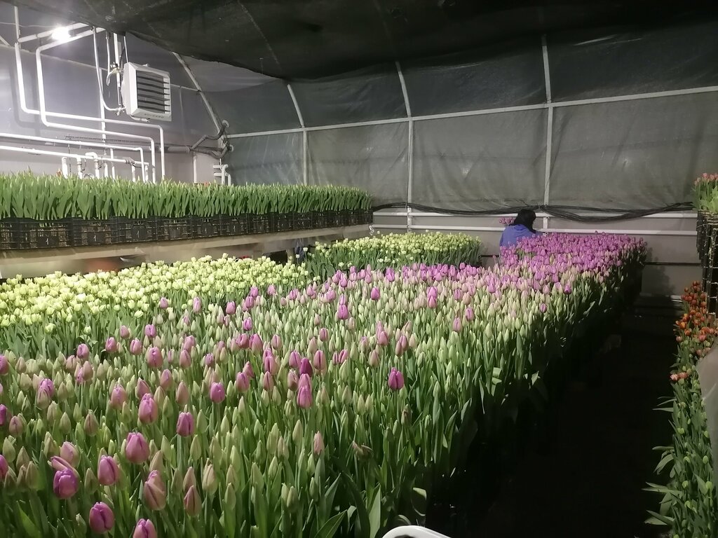 Seracılık Цветы Кубани, Krasnodar, foto