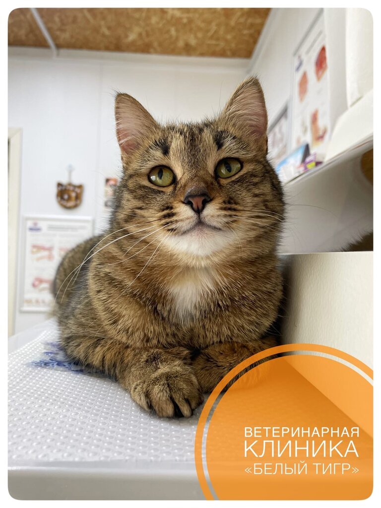 Veteriner klinikleri Belyj Tigr, Novosibirsk, foto