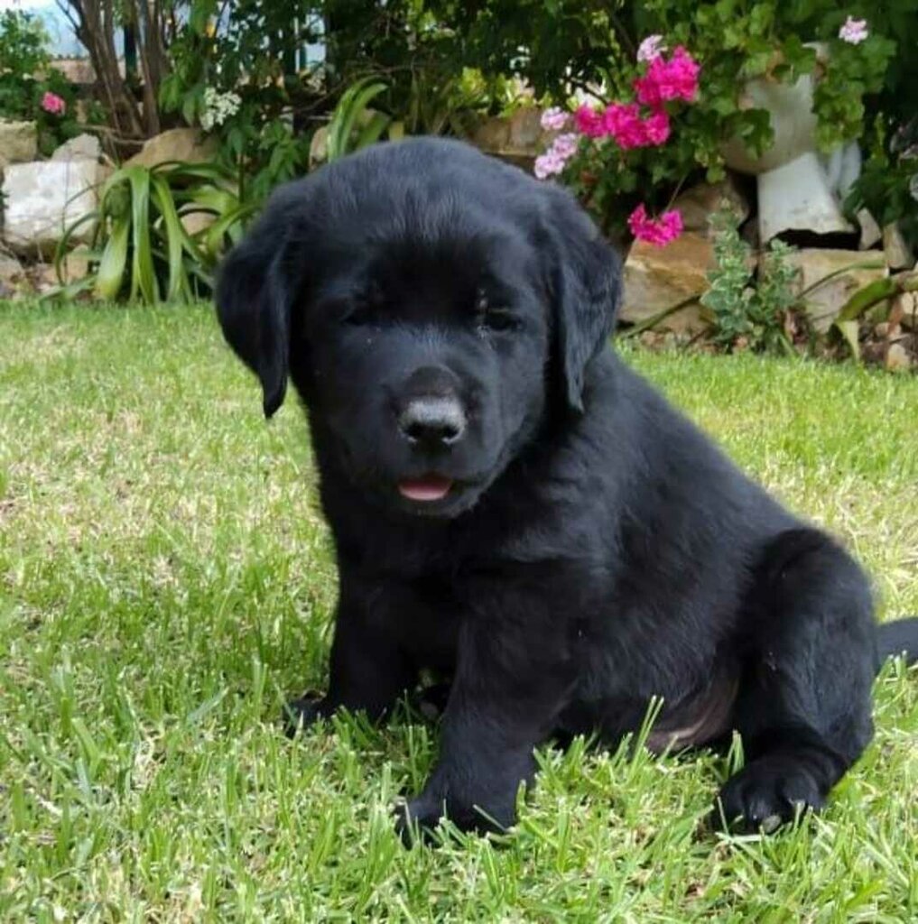 Evcil hayvan yetiştiricileri Criadero Terrier´s Kennel, , foto