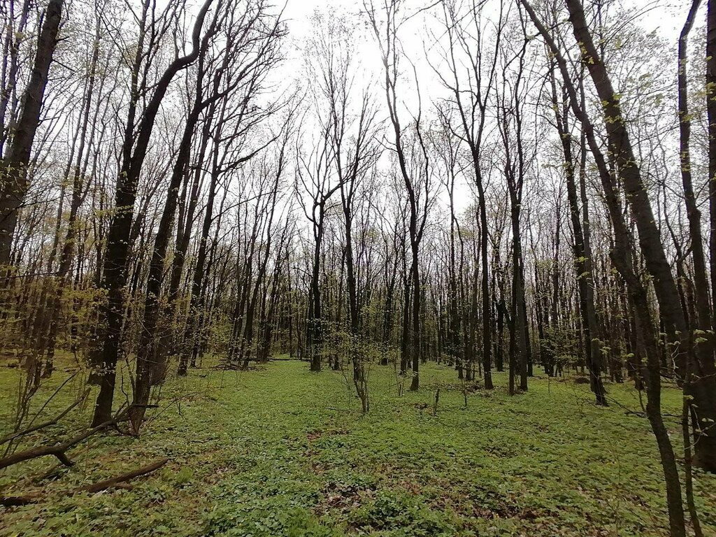 Doğa koruma alanı ООПТ регионального значения государственный природный заказник Коньков лес, Belgorodskaya oblastı, foto