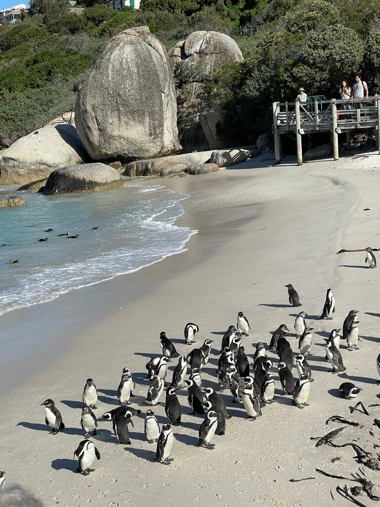 Turistik yerler Boulders Penguin Colony, Capetown, foto