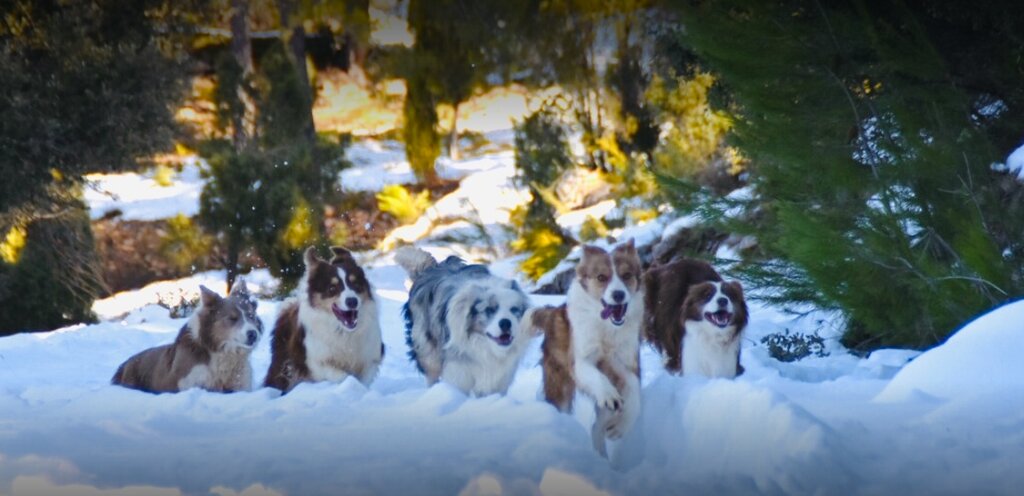Evcil hayvan yetiştiricileri Los Baganes Border Collie, Valensiya, foto