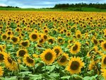Sunflower kalibr (ulitsa Donguzskaya 3-y proyezd No:64), kuruyemiş, atıştırmalık, kuru meyve  Orenburg'dan