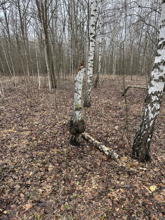 Orman лес Мармыжка, Lipetskaya oblastı, foto