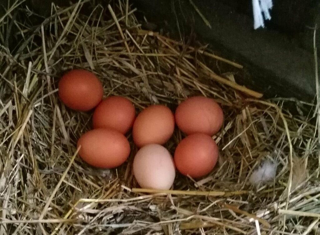 Kanatlı hayvan ürünleri ve yumurta Orel farmer, Orlovskaya oblastı, foto