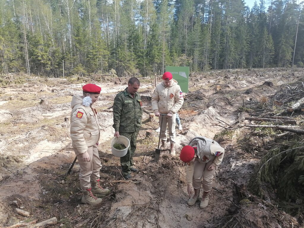 Orman işleri Zapadnodvinskoye lesnichestvo, Dvina, foto