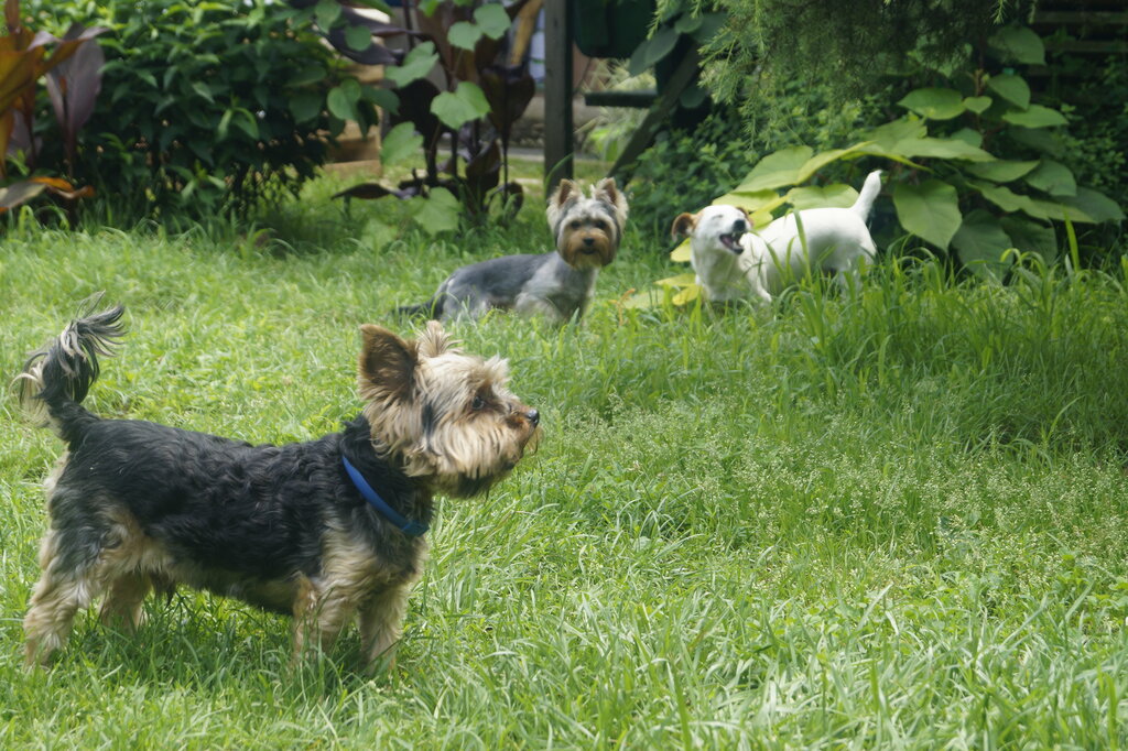 Pet otel Karandashi, Krasnodarski krayı, foto