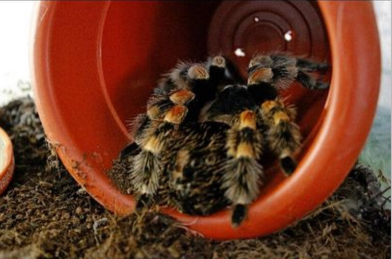 Petshop Зоомагазин, Krasnodarski krayı, foto