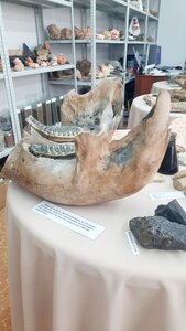 Muzey Ekologii (Shamilya Usmanova Street No:17к3, Naberezhnye Chelny), müzeler ve sanat galerileri  Naberejniye Çelny'den (Yar Çallı'dan)