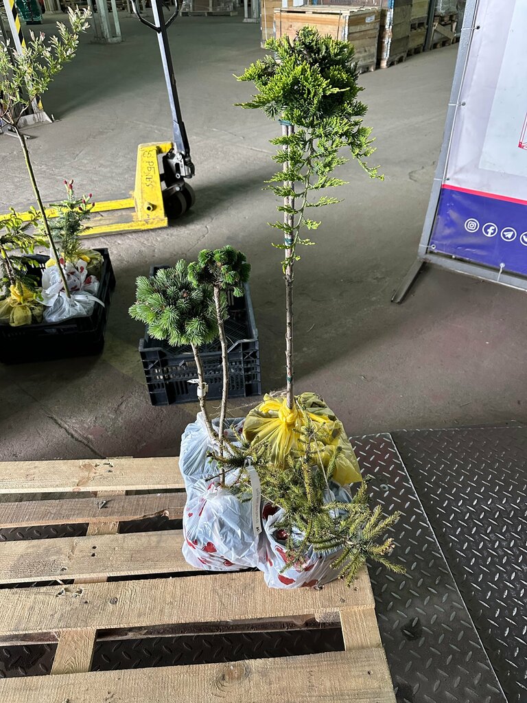 Bahçecilik mağazaları Ekaterininskie Sady, Rybinsk, foto