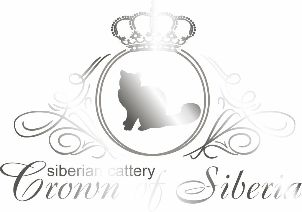 Evcil hayvan yetiştiricileri Cattery Crown of Siberia, Moskova, foto