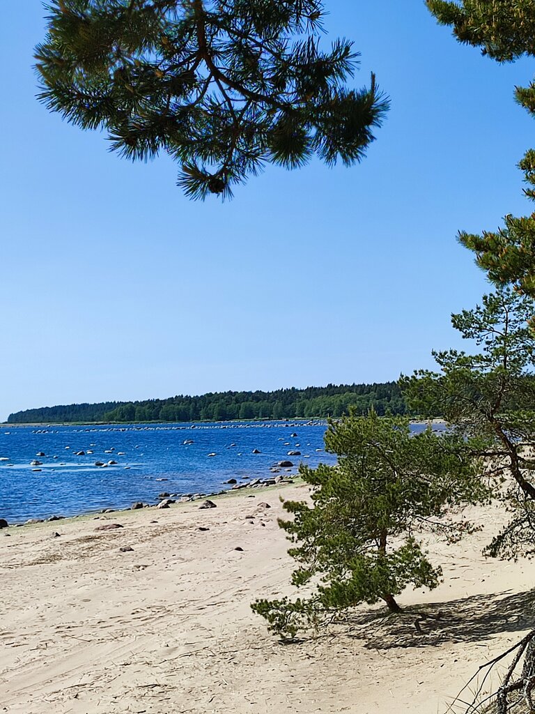 Piknik alanı Место для пикника, Saint‑Petersburg ve Leningradskaya oblastı, foto