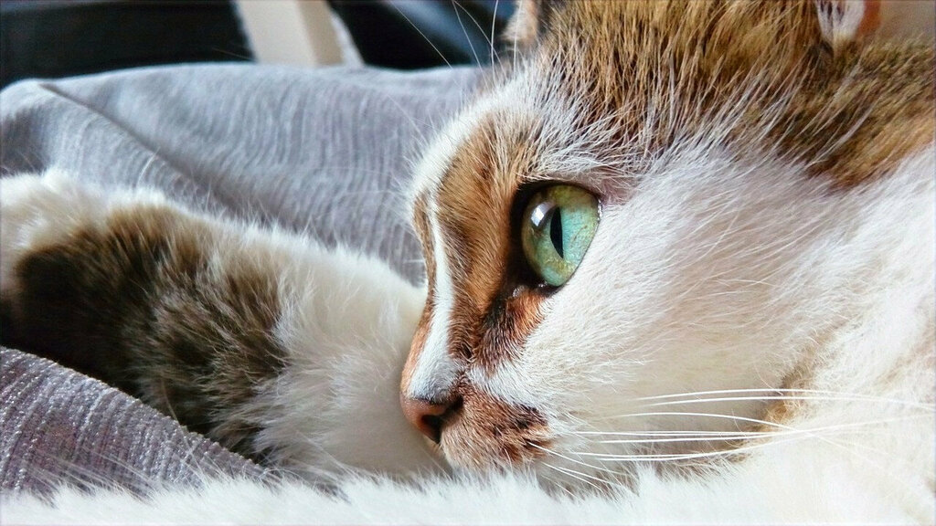 Veteriner klinikleri New Veterinary Clinic, Abu Dabi, foto