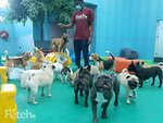Fetch Dubai Daycare & Center (9, 19 Street, Al Quoz Industrial 3, Al Quoz Industrial, Hadaeq Mohammed Bin Rashid, Dubai), pet otel