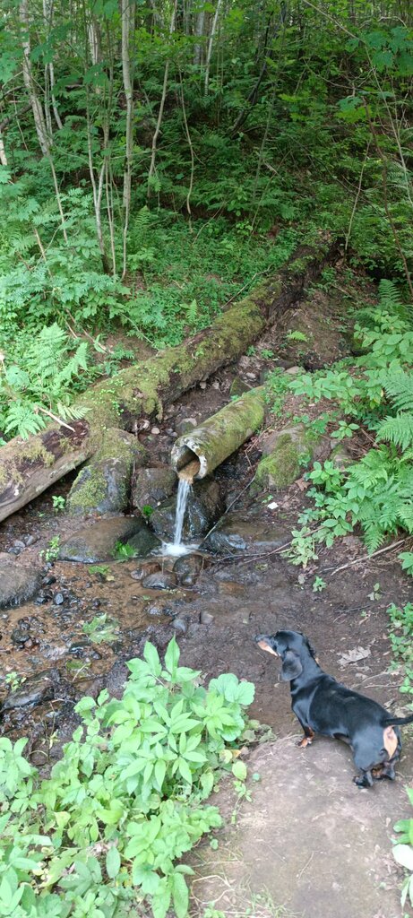 Pınar, çay Spring, stream, Saint‑Petersburg ve Leningradskaya oblastı, foto