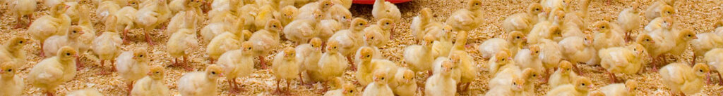 Toptan et ürünleri Ptitsefabrika Zadonskaya, Lipetskaya oblastı, foto