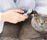 Lemmi Mario Ambulatorio Veterinario (Tuscany, Livorno, Viale Ippolito Nievo), veteriner klinikleri  Livorno'dan