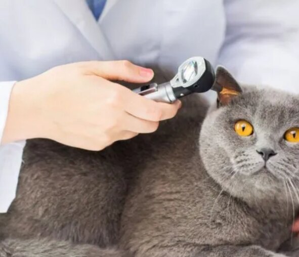 Veteriner klinikleri Lemmi Mario Ambulatorio Veterinario, Livorno, foto