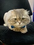 Пусик (Slivovaya ulitsa No:1, selo Mikhaylovka), petshop  Başkurdistan'dan