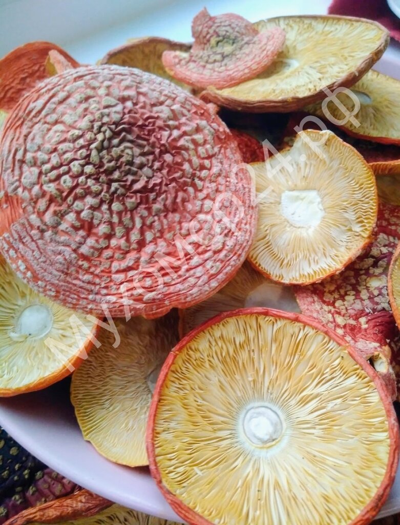 Mantar yetiştirme ve satış Muhomor, Gagra, foto
