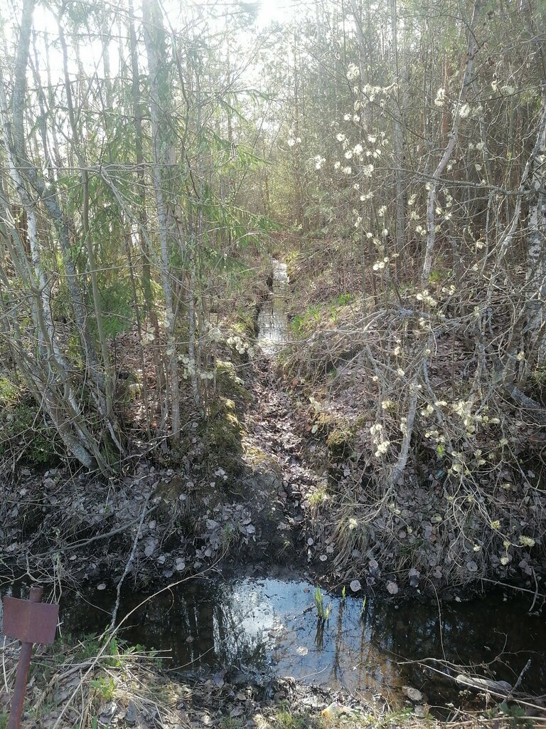 Orman учебный лесной питомник Лисинского лесного колледжа, Saint‑Petersburg ve Leningradskaya oblastı, foto