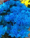 Flowers (Olega Koshevogo Street No:12А, Divnomorskoye Village), çiçekçiler  Krasnodarski krayından