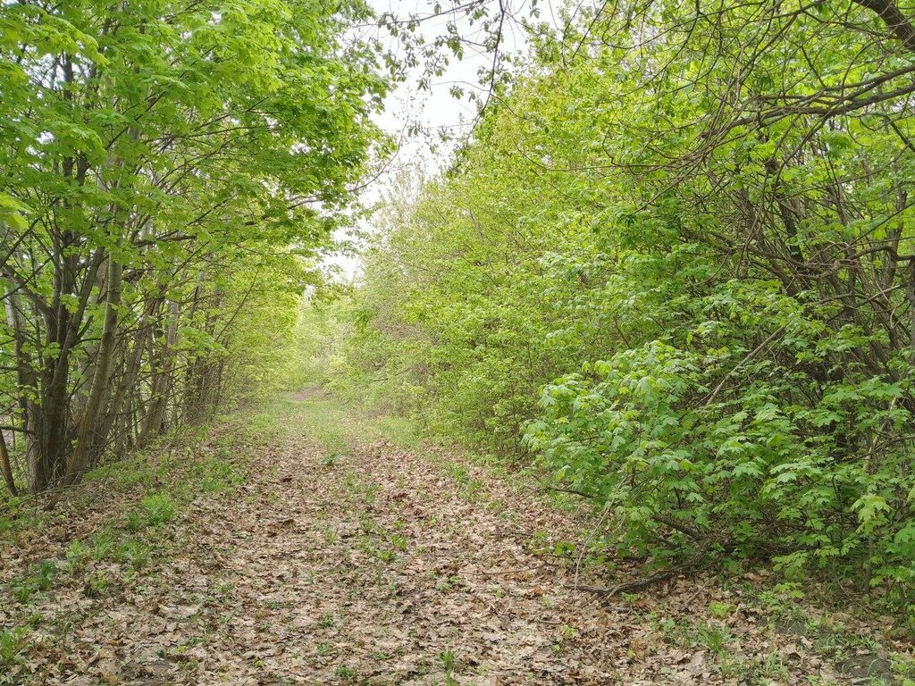 Orman урочище Дальняя Черёмуха, Belgorodskaya oblastı, foto