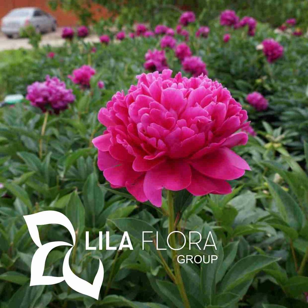 i̇nternet pazarlama şirketi LilaFlora Group, Naberejniye Çelny (Yar Çallı), foto