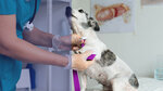Pets Fashion (Panama, San Francisco), petshop  Panama'dan