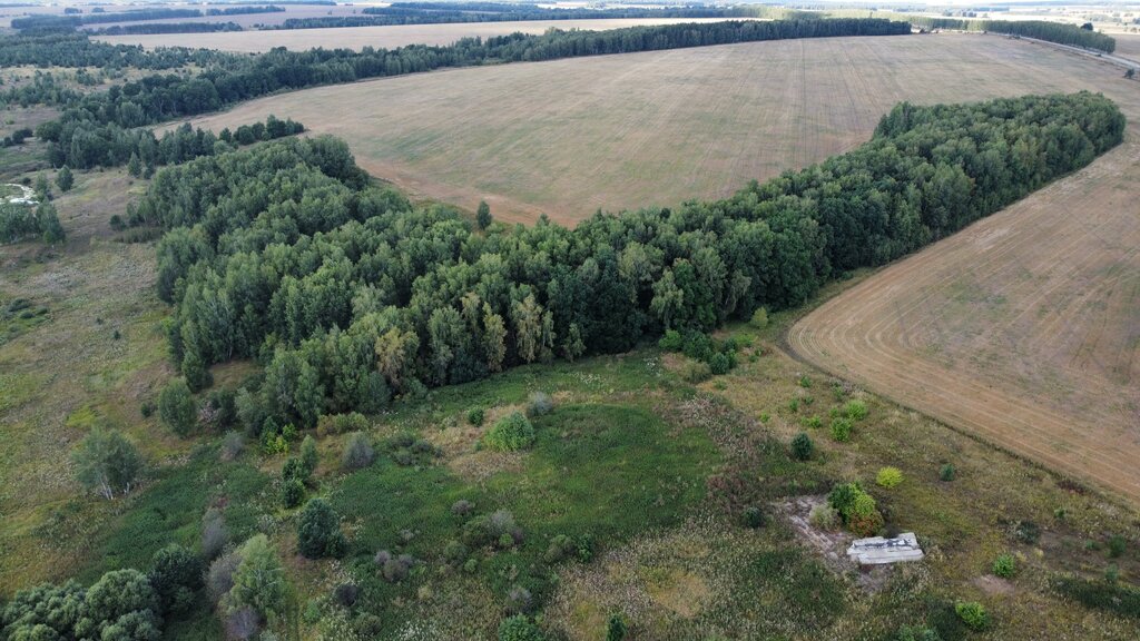 Orman лес Корьки, Moskova ve Moskovskaya oblastı, foto