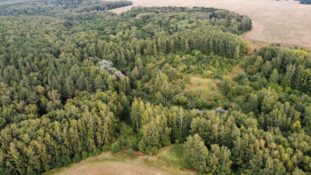Orman Лес Обал, Moskova ve Moskovskaya oblastı, foto