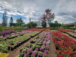 Luxemburgo Plantas. Nursery Fruit Trees, Ornamentals, Eugenias (Quindio), catering firmaları