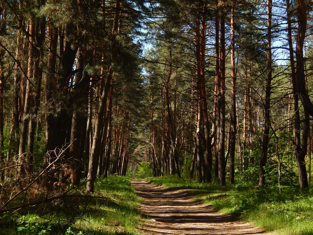 Orman урочище Рахоль, Kurskaya oblastı, foto