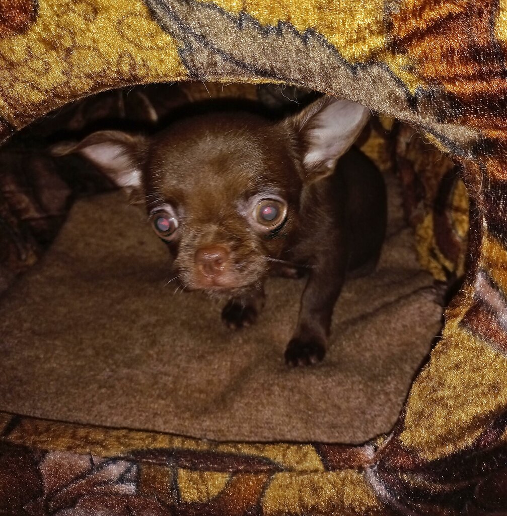 Evcil hayvan yetiştiricileri Ziber Dolche Vita, Saint‑Petersburg, foto