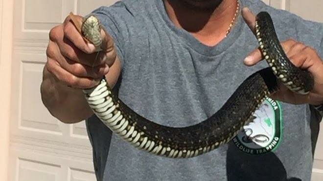 Haşere ilaçlama firmaları Central Florida Wildlife Trapping, Winter Park, foto