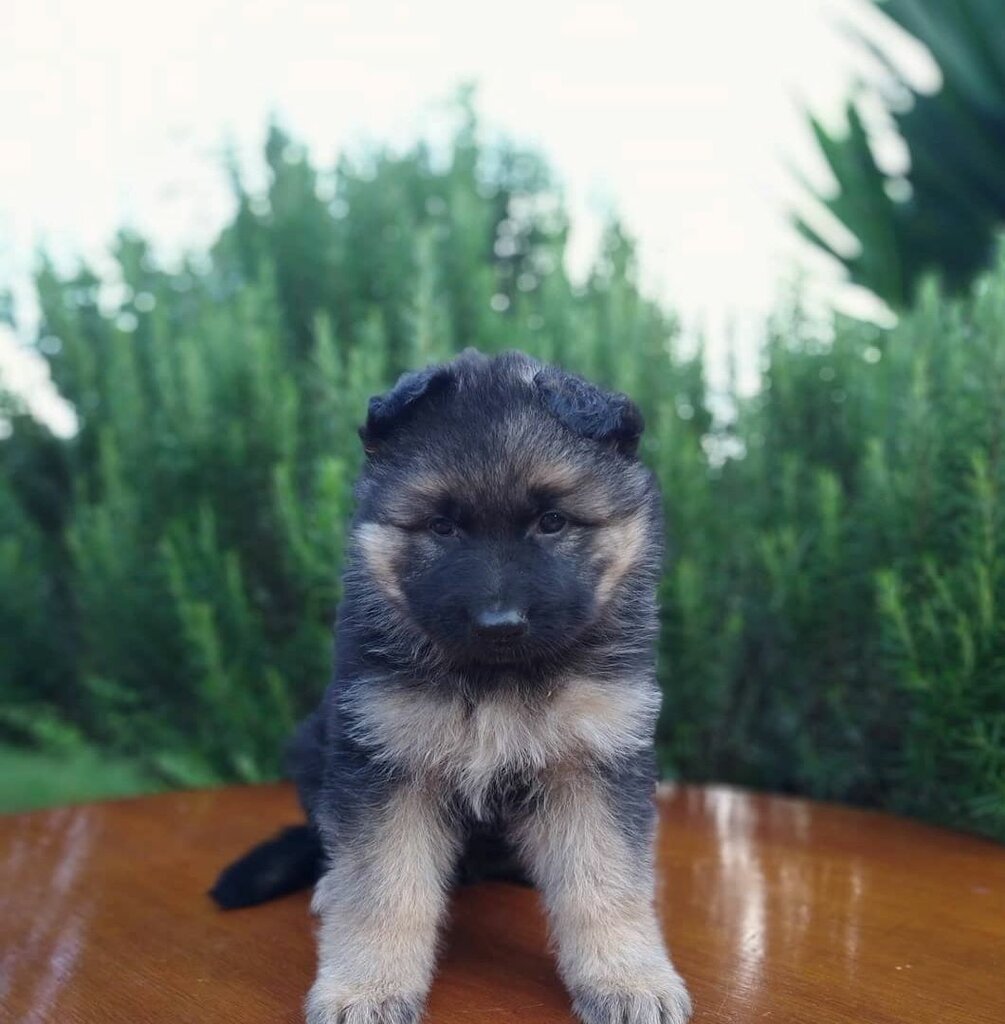 Evcil hayvan yetiştiricileri REXbullies, Medellin, foto