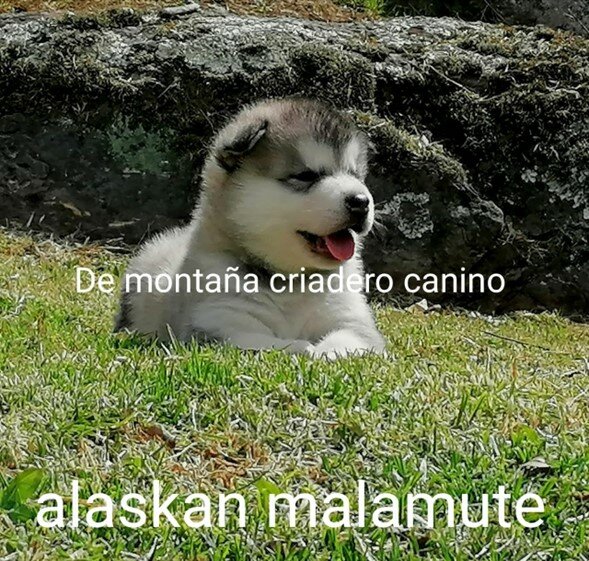 Evcil hayvan yetiştiricileri De Montaña Dog Breeding, , foto