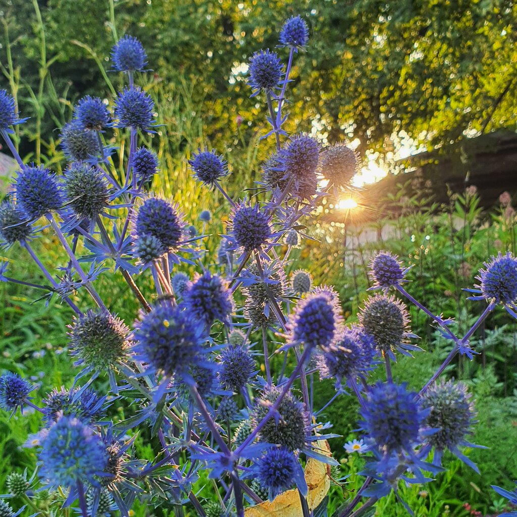 Müzeler ve sanat galerileri St. Alex Botanical Garden, Yaroslavskaya oblastı, foto