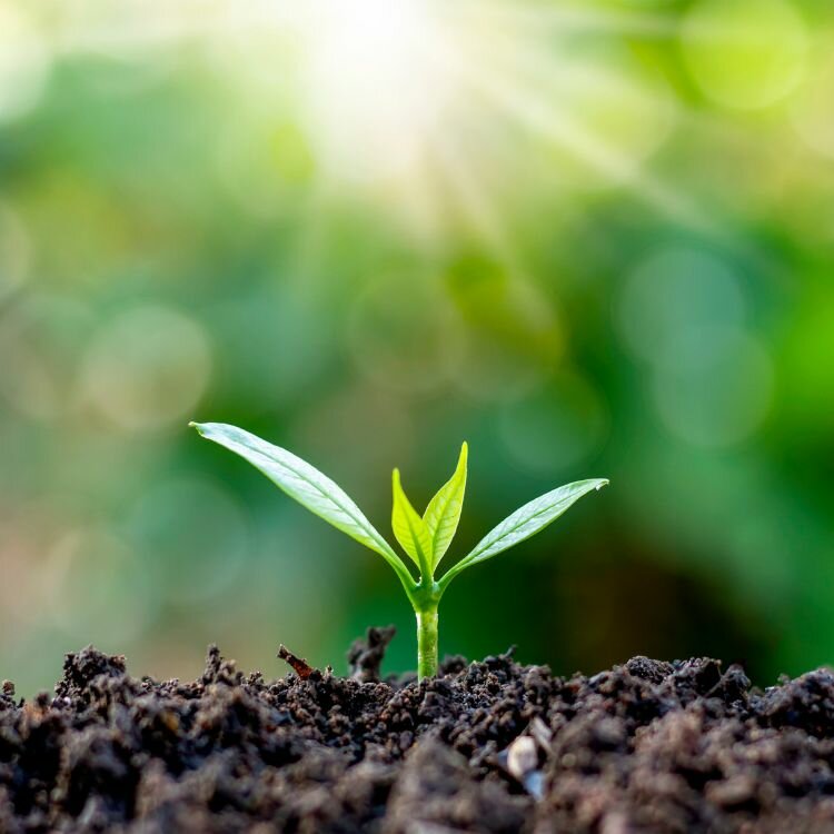 Tarım firmaları Asequimagro S. A. S., Bucaramanga, foto