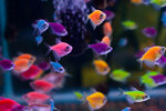 Pet Shop Corner (Nygmat Garabaýew köçesi No:91Б), petshop  Duşanbe'den