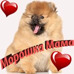 Pitomnik_Shpicev_v_Moskve (Krasnaya Presnya Street No:9к2), evcil hayvan yetiştiricileri  Moskova'dan