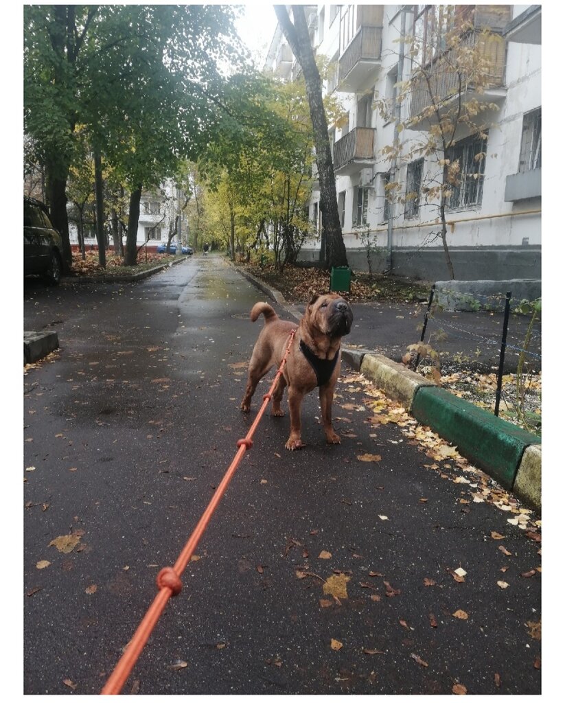 Ev hizmetleri Sobaka-gulyaka, Moskova, foto