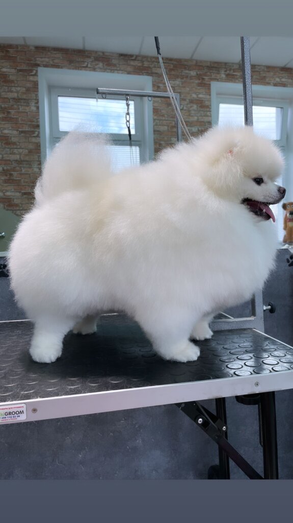 Evcil hayvan kuaförleri Груминг кабинет Happy Dog, Mejdureçensk, foto