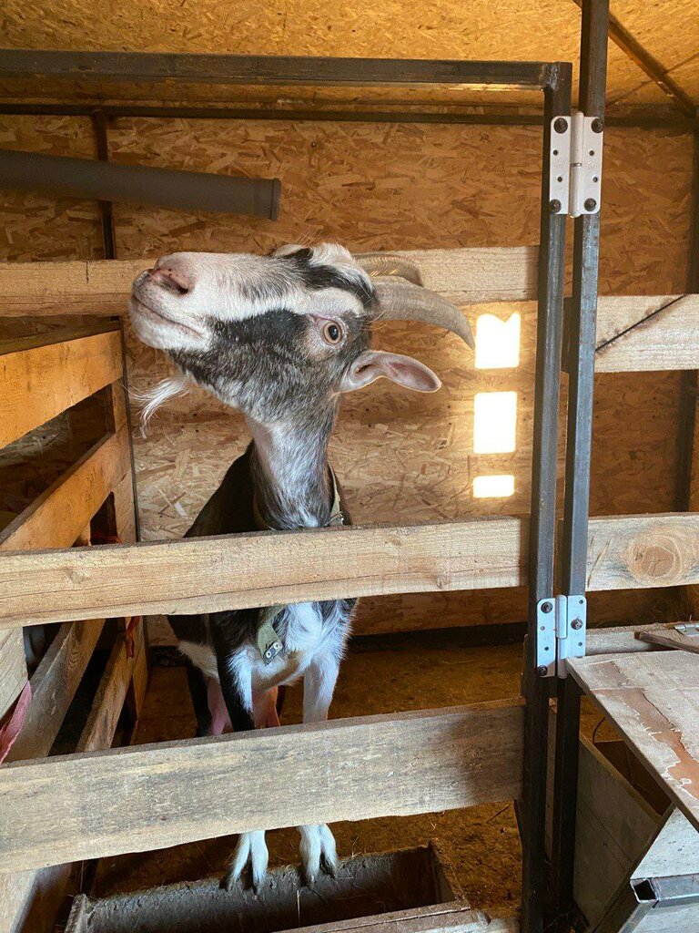 Tarım ürünleri firmaları What you need, Moskova ve Moskovskaya oblastı, foto