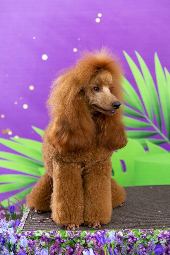 Evcil hayvan kuaförleri Груминг студия у Ирины, Krasnoyarsk, foto