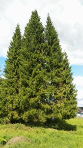 Многоствольная ель (Komi Republic, munitsipalny rayon Ust-Kulomskiy, munitsipalnoye obrazovaniye Ruch, selo Ruch, mestechko Kyvtyd), doğa  Komi'den